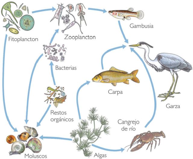 ECOSISTEMAS-CADENAS Y REDES TRÓFICAS O ALIMENTICIAS :: BIOLOGIA 3º